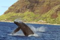 Ocean Joy Cruises | Oahu Boat Cruises & Snorkel Tours, HI