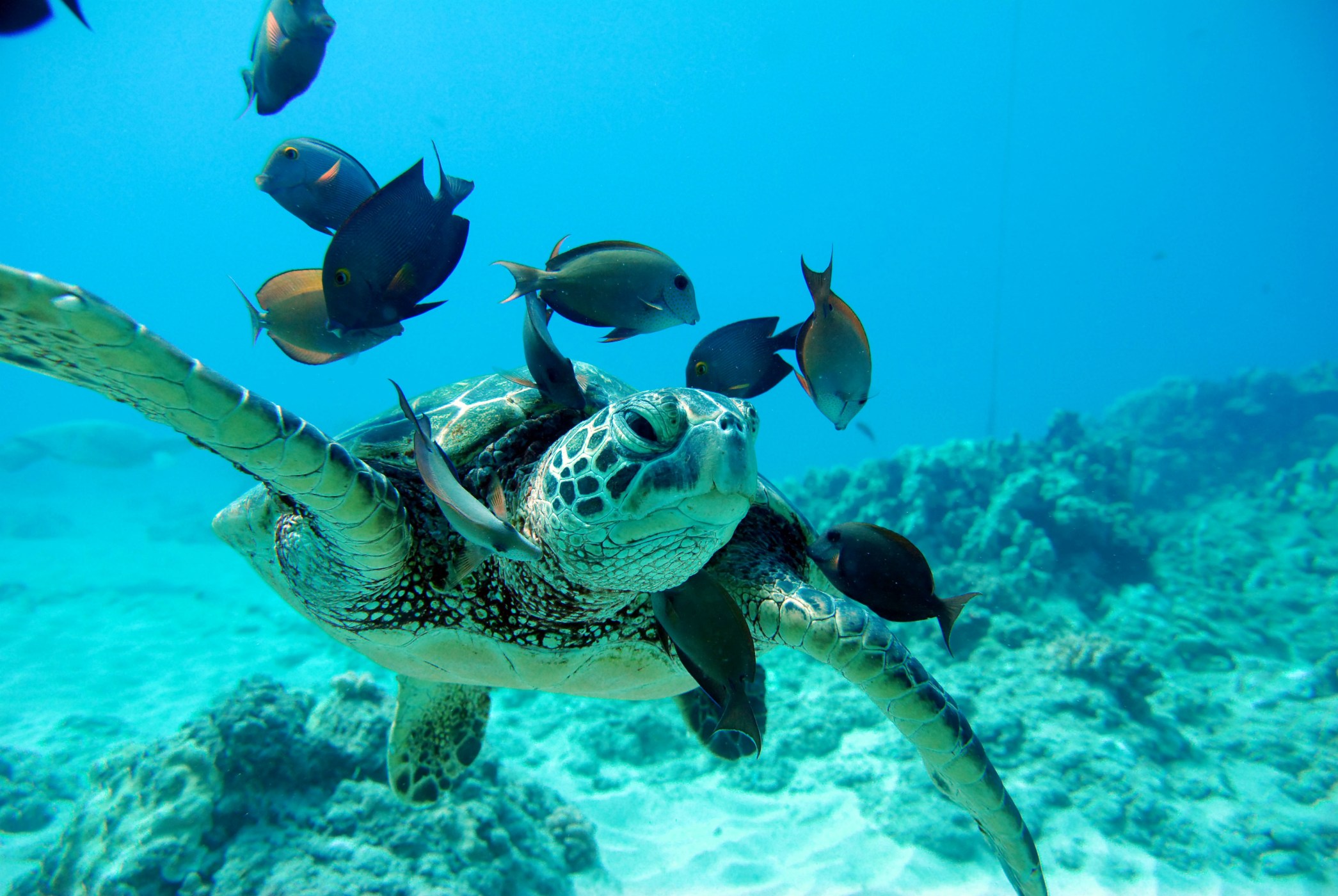 Hawaii Blog | Ocean Joy Cruises, Kapolei