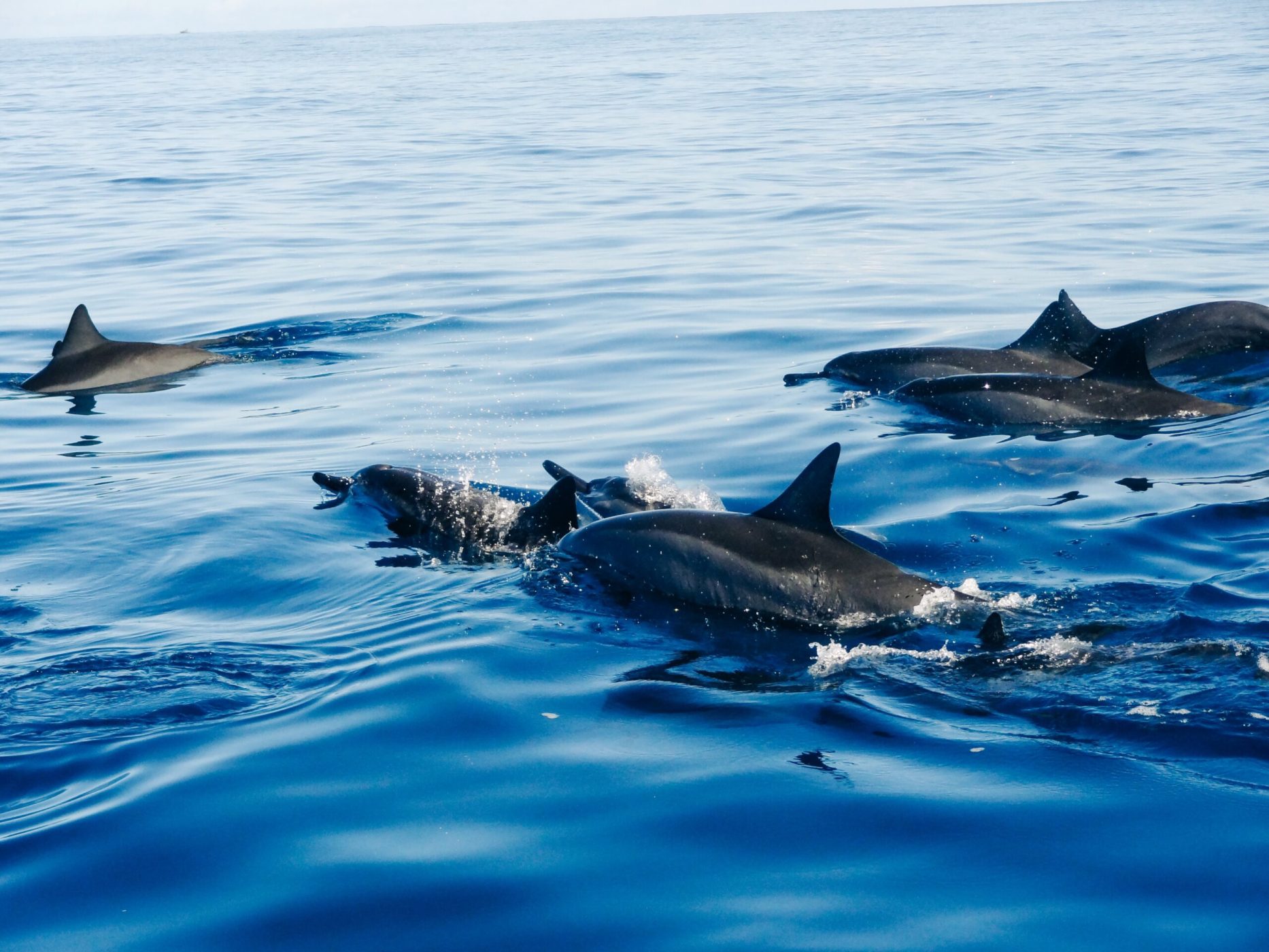 Oahu Dolphin Watching Tours | Ocean Joy Cruises, Hawaii